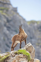 Young Ibex Deer On Mountain Ledge Free Stock Photo - Public Domain Pictures