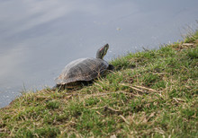 Red Eared Slider Turtle Free Stock Photo - Public Domain Pictures