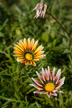 Drooping Daisies Free Stock Photo - Public Domain Pictures