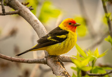Western Tanager Free Stock Photo - Public Domain Pictures