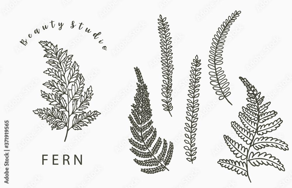 fern collection logo with leaf,leaves.Vector illustration for icon,logo ...