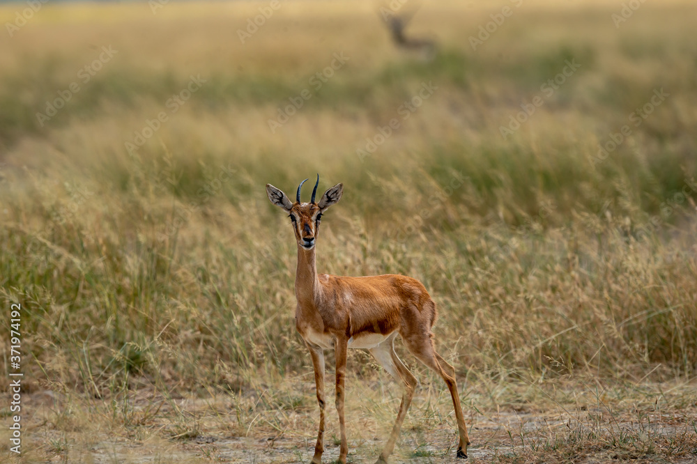 Chinkara or Indian gazelle an Antelope in grassland of tal chhapar ...