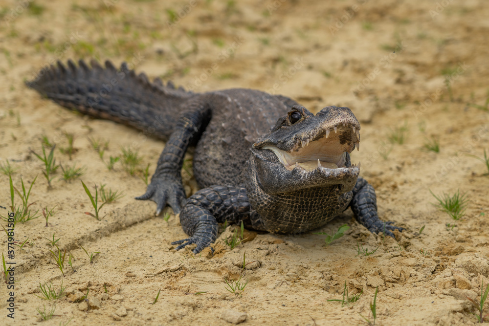 Dwarf crocodile (Osteolaemus tetraspis), also known commonly as the ...