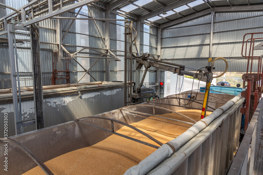 Grain sampling process. View of a station for automatic sampling of ...