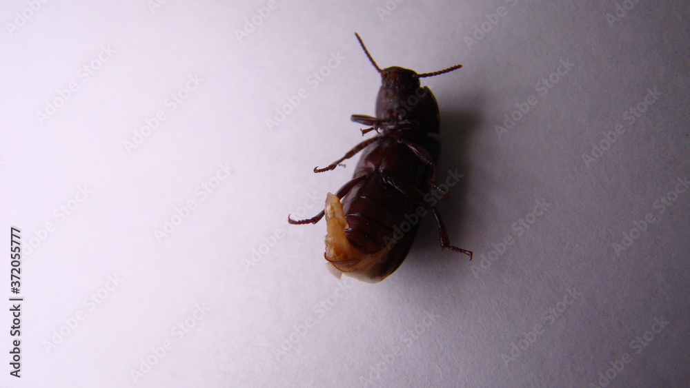 Photo Stock penis of beetle. Adult ; Stages of the mealworms life cycle ...
