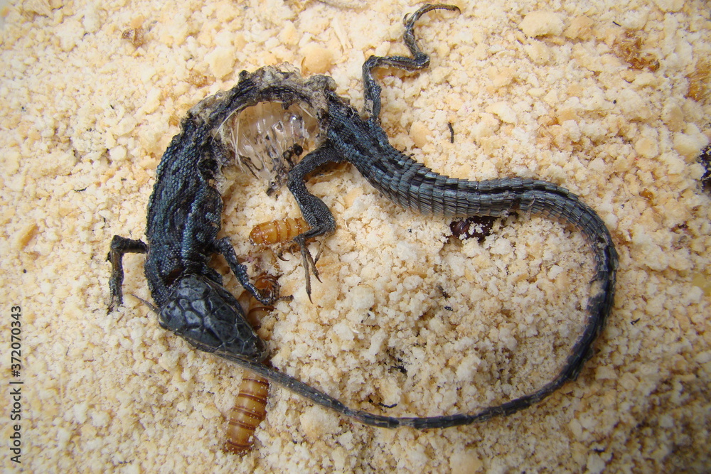 Foto de Stock Mealworms eating lizard carcass . mealworm - superworm ...
