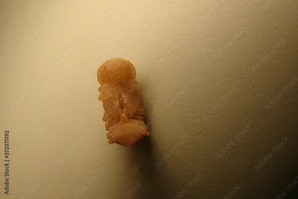 mealworm - superworm | pupa - Stages of the meal worm - the life cycle ...
