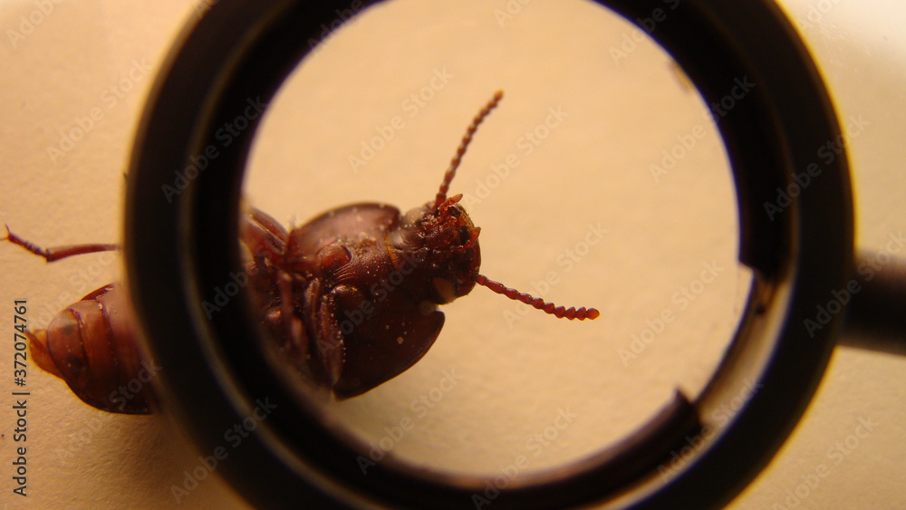 mealworm - superworm. close up of adult on white background. Stages of ...