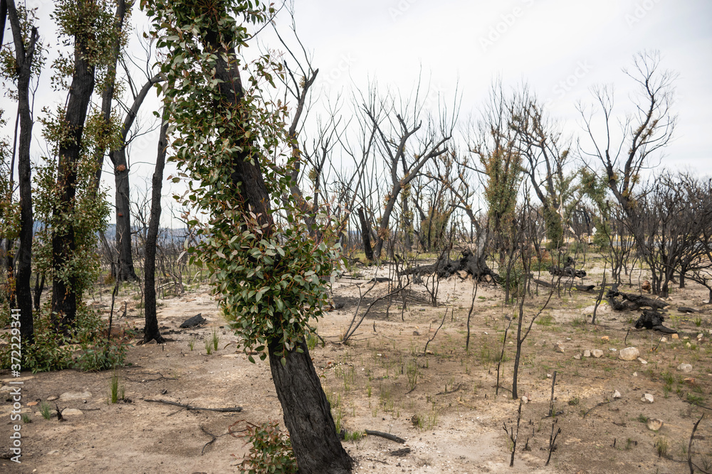 Australian bushfires aftermath: eucalyptus trees recovering after ...