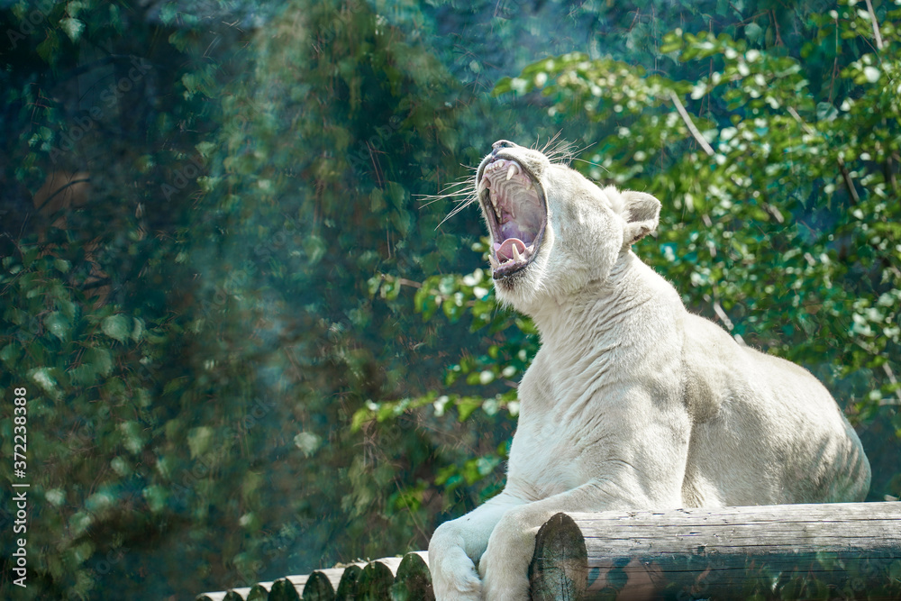 Female white lioness roaring open her mouth and showing her teeth and ...