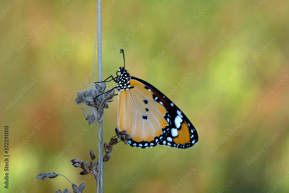 Monarch, Danaus plexippus is a milkweed butterfly (subfamily Danainae ...