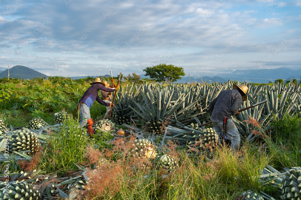 Foto de Stock Tres campesinos jimadores están jimando todo el agave ... Foto de Stock Tres campesinos jimadores están jimando todo el agave ...