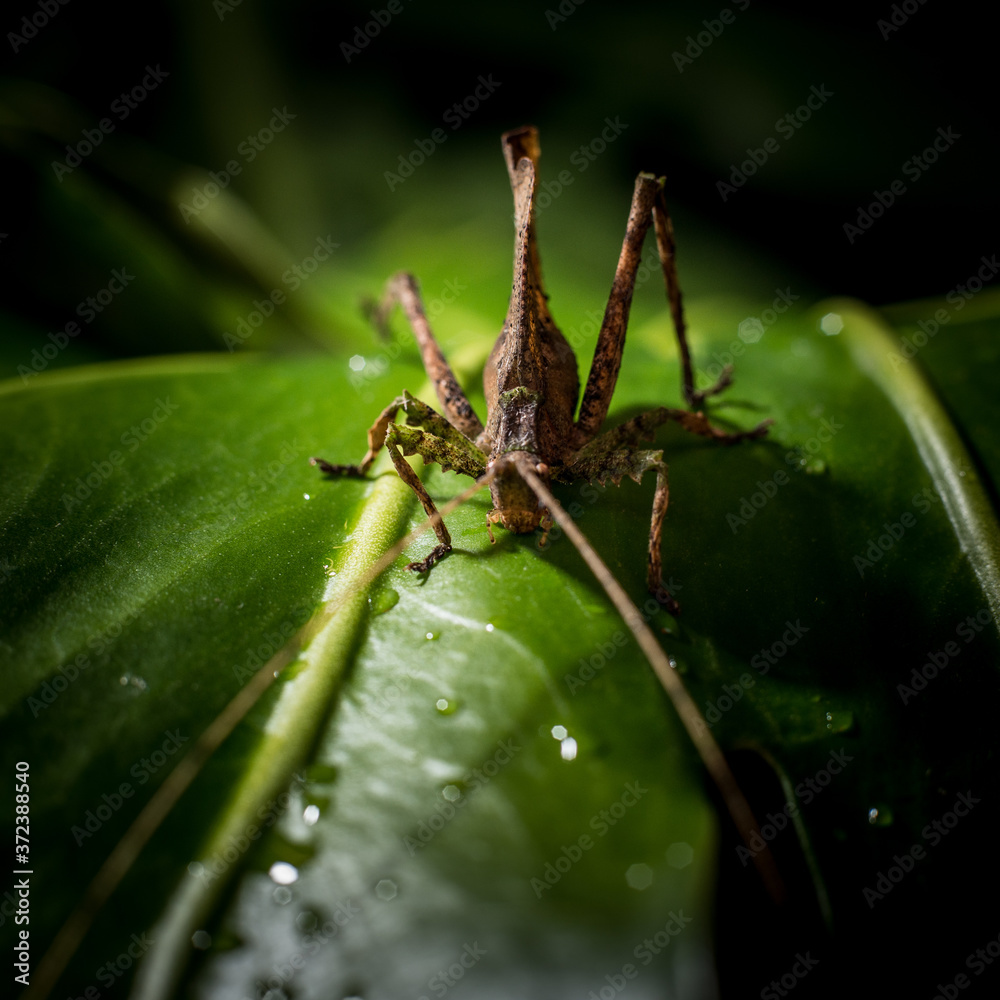 Insecto con forma de hoja en plantas verdes, insecto de zonas boscosas ...