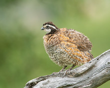 Quail In Flight Free Stock Photo - Public Domain Pictures