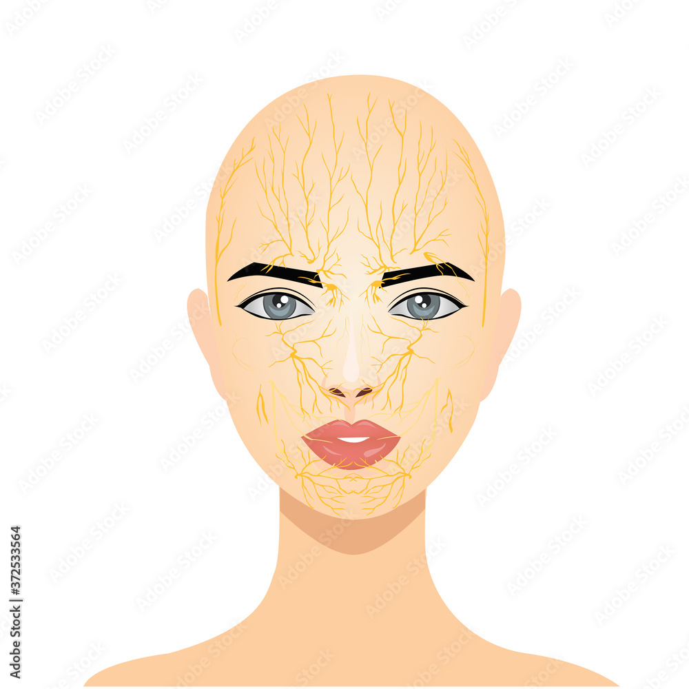 Main branches of the trigeminal nerve, vector medical illustration ...