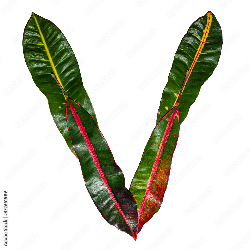 Nature themed font, seasonal design of letter v from English alphabet ...