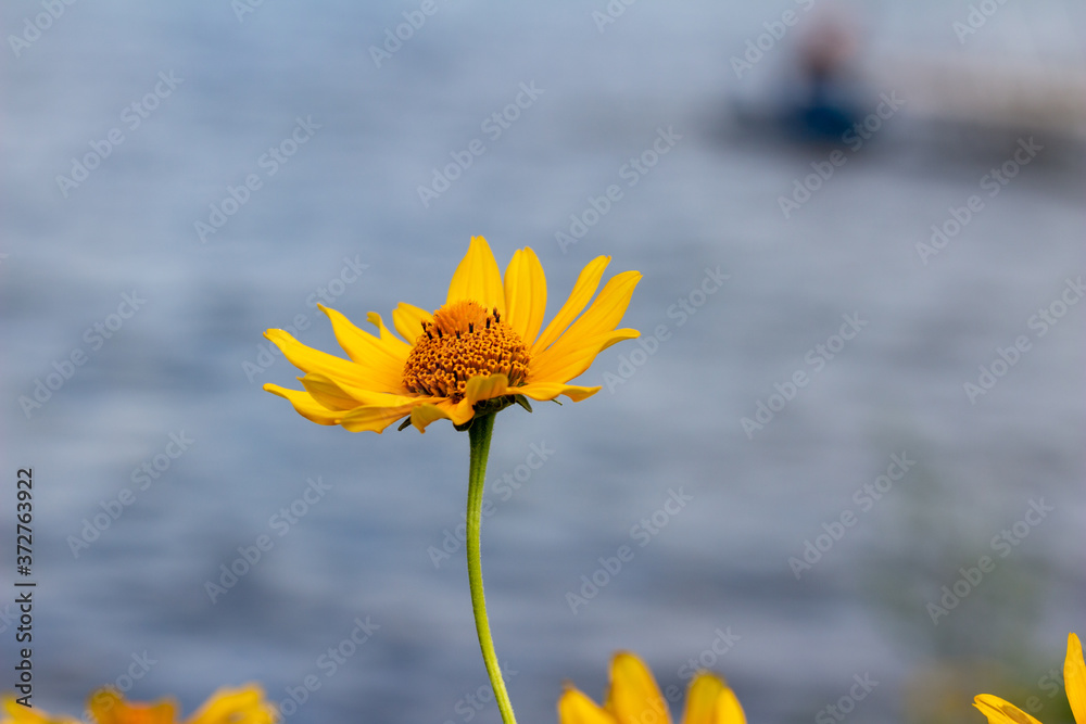Macro view of a Smooth Oxeye (heliopsis helianthoides) wildflower ...