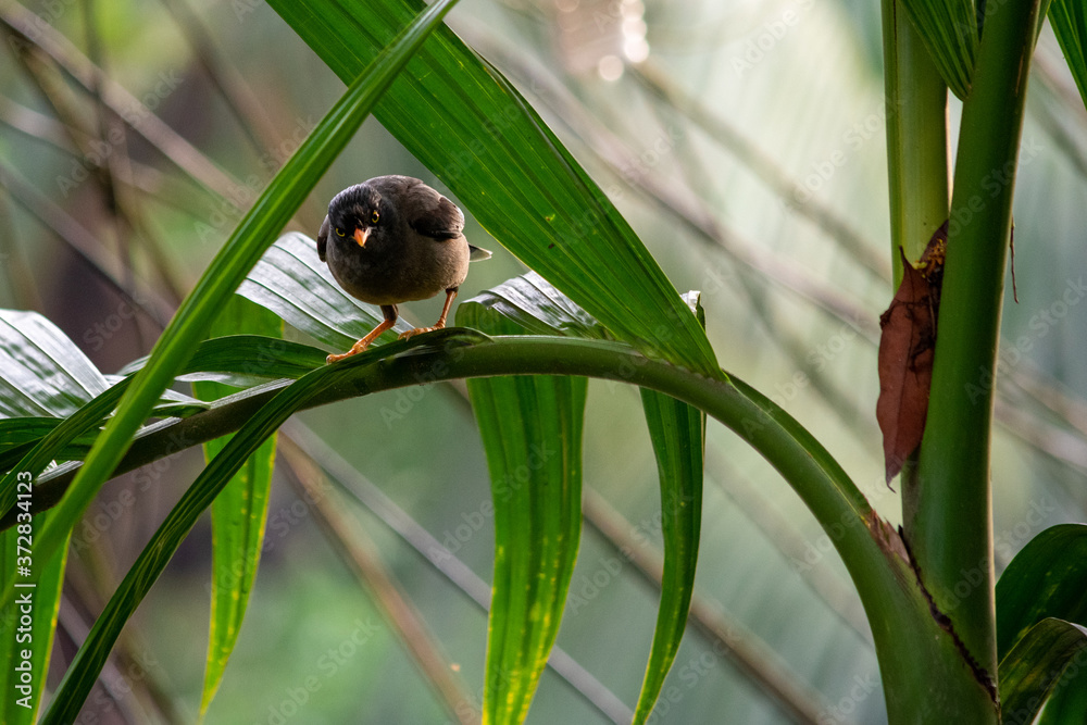 The Javan myna, also known as the white-vented myna, is a species of ...