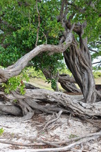 Very Interesting Tree Free Stock Photo - Public Domain Pictures