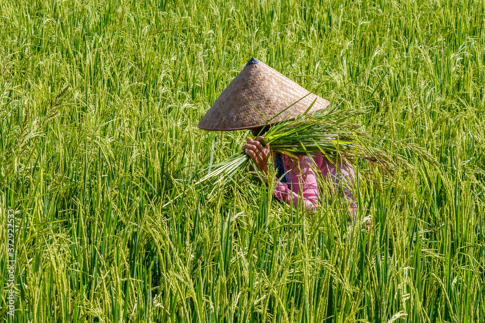 Balinese woman in a traditional conical hat collecting rice on a paddy ...