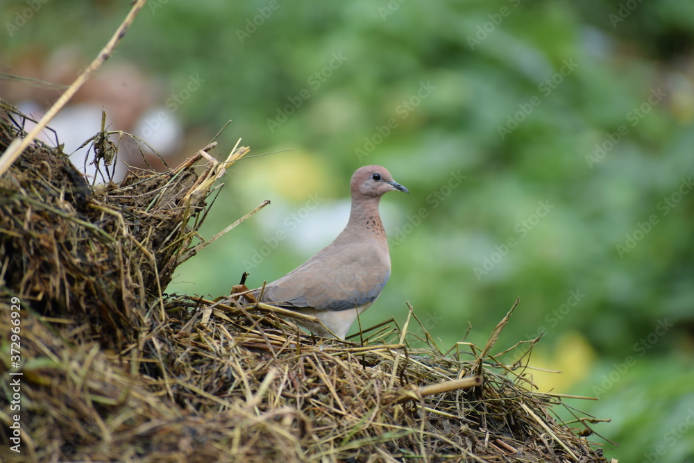 Eurasian collared dove (streptopelia decaocto) native to Europe and ...