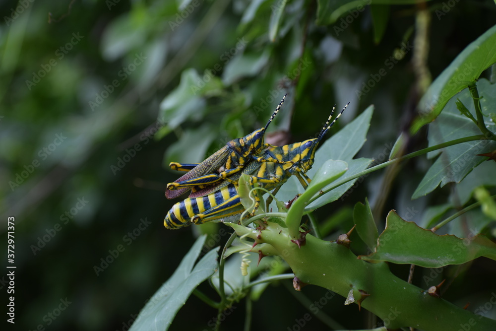 Stock-Foto „mating locusts(tiddi),the big-headed, ogre-eyed insects ...