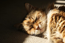 White And Grey Cat Under The Sun Free Stock Photo - Public Domain Pictures