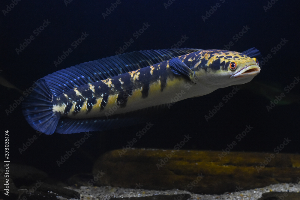 Emperor Snakehead (Channa marulioides) Borneo Stock Photo | Adobe Stock