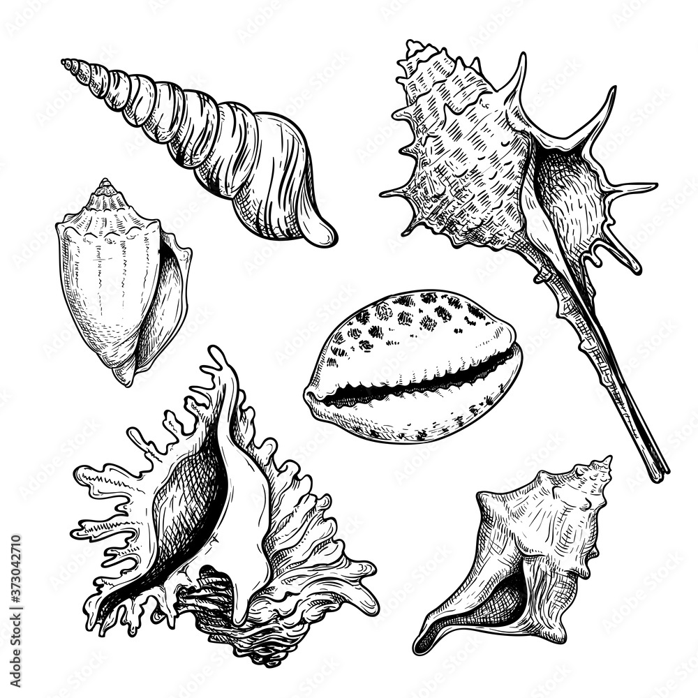 Sea shells sketch set. Hand drawn vector drawing of different types sea ...