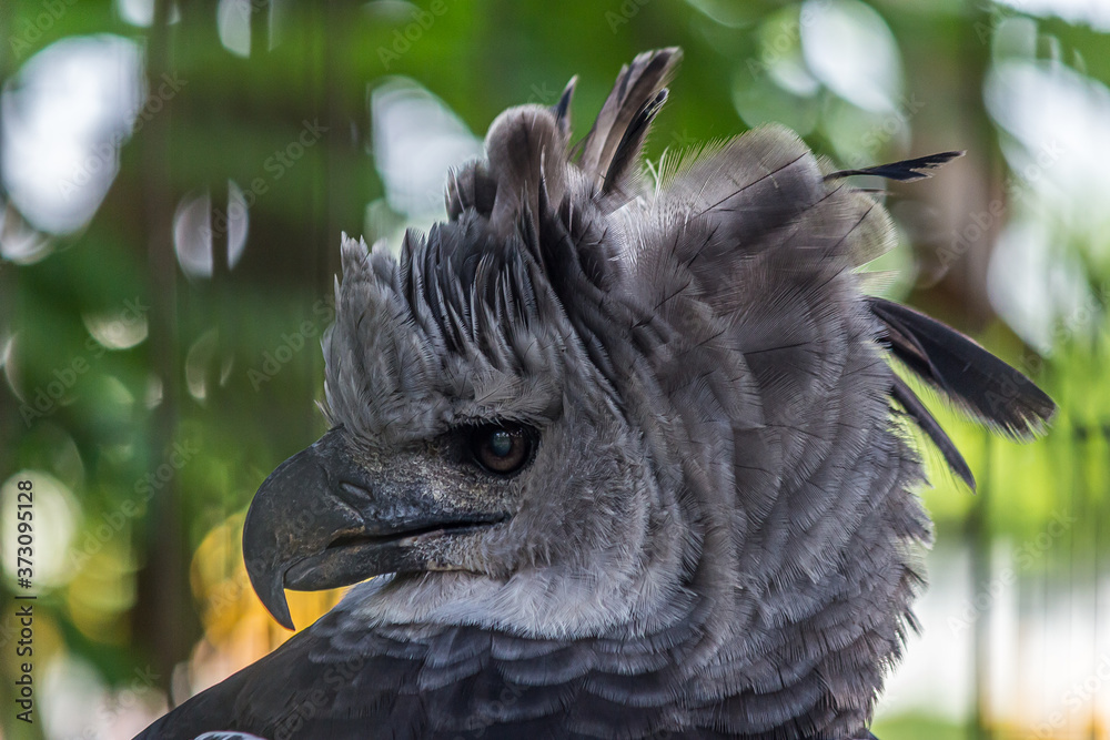 Foto de Stock The harpy eagle (American harpy eagle, Harpia harpyja) is ...