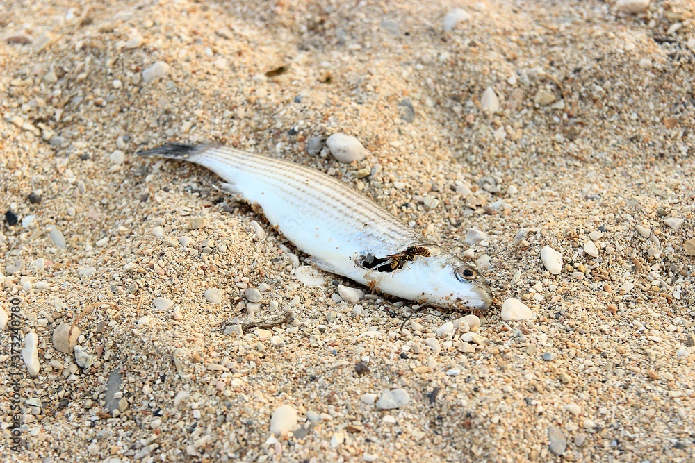 Foto de Stock Wasps consume a dead mullet fish on the beach. Shallow ...