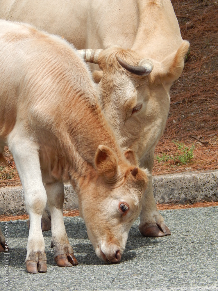 Vache et son veau en pleine scène de tendresse Stock Photo | Adobe Stock