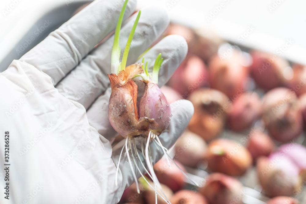 Seeding onion roots to study mitosis cells in Laboratory. Stock Photo ...