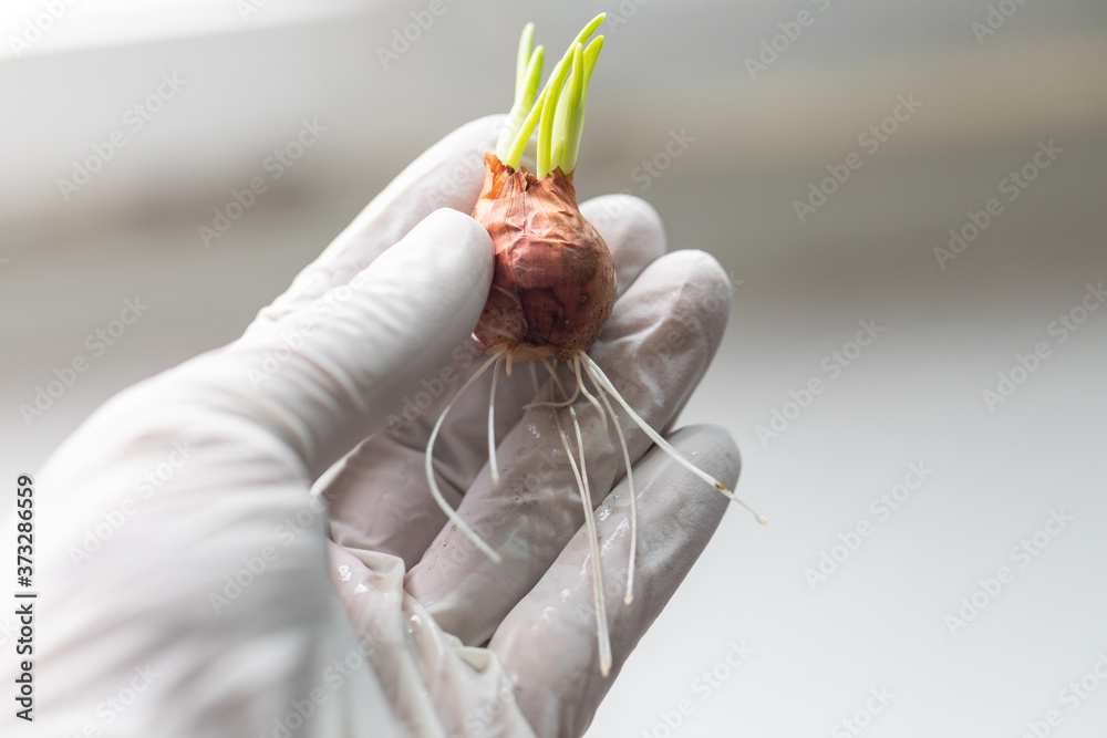 Seeding onion roots to study mitosis cells in Laboratory. Stock Photo ...