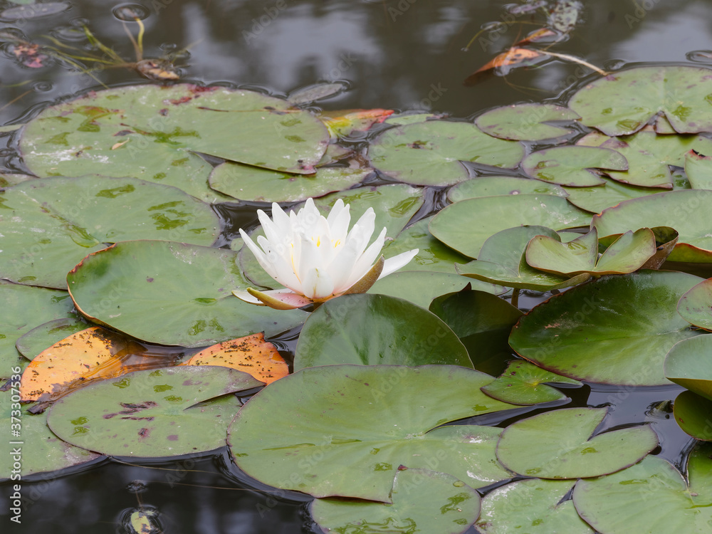 (Nymphaea alba) White water lily or white nenuphar with beautiful ...