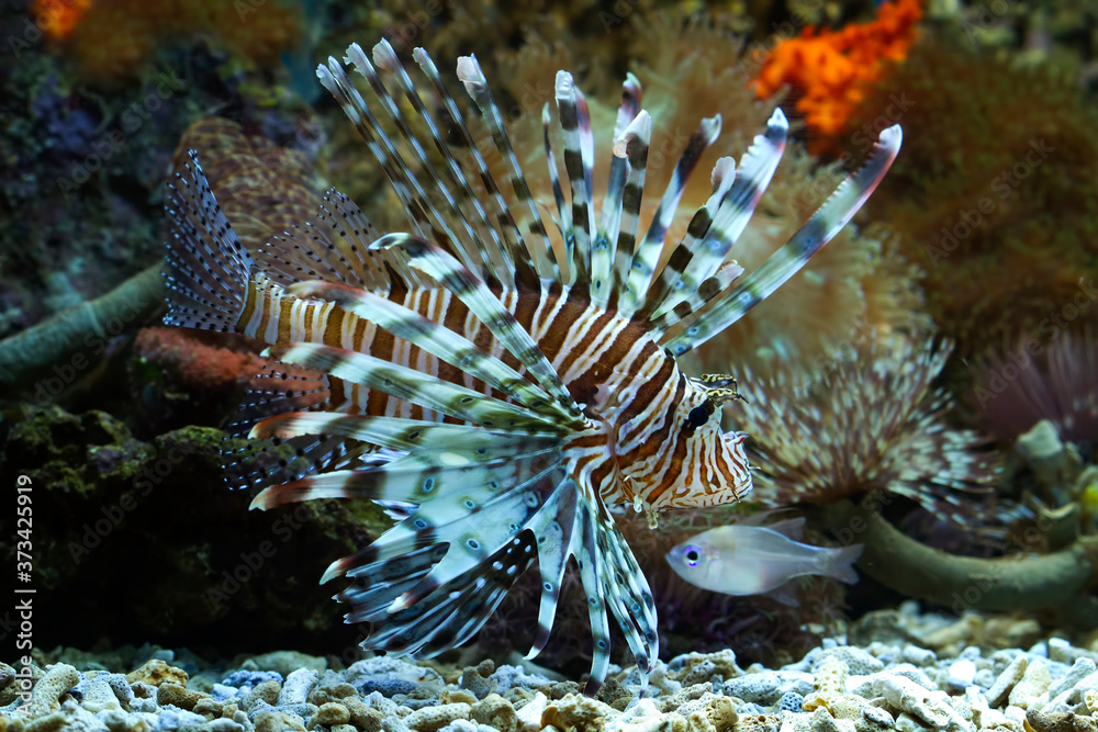Beautiful dwarf lionfish on the coral reefs, dwarf lionfish closeup ...