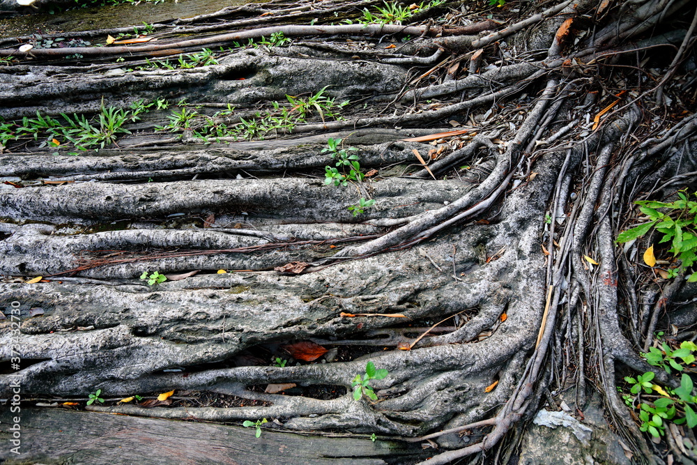 The beautiful roots of the trees that have been merged and formed over ...