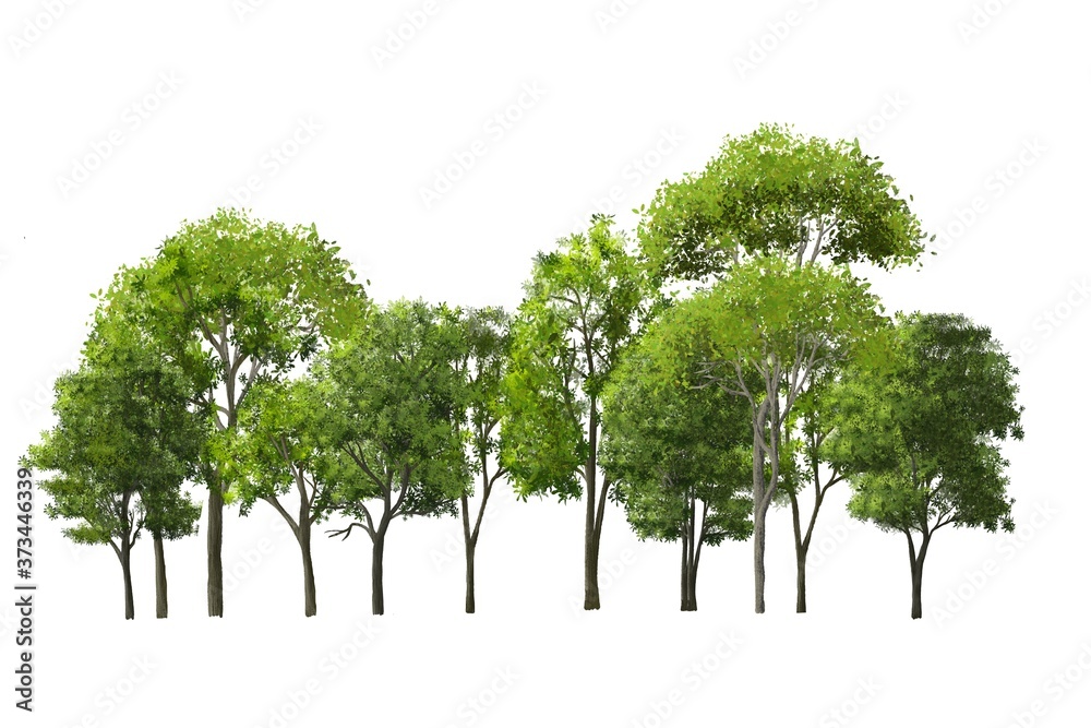 tree isolated on white background, watercolor forest side view for ...