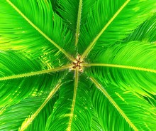 Cycads Free Stock Photo - Public Domain Pictures