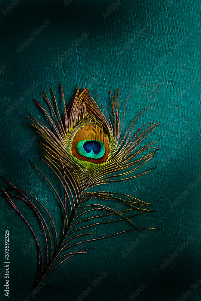 Close up of peacock feather Stock Photo | Adobe Stock