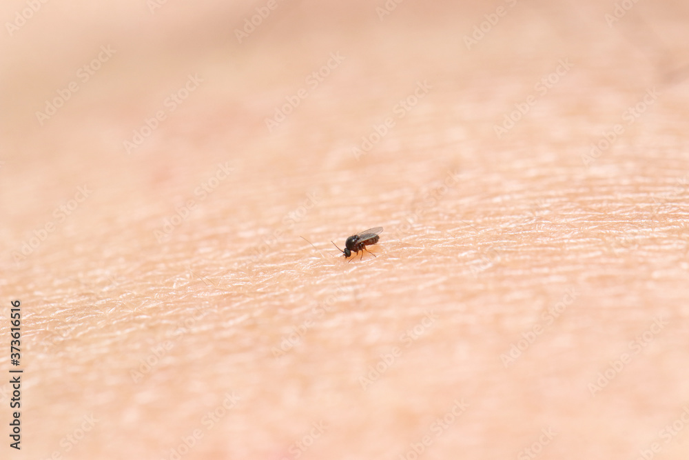 Black fly (gnat) sucking blood. Very small insect 1.5 mm. length ...