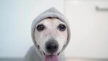 Dog Jack Russell Terrier Graffiti Free Stock Photo - Public Domain Pictures
