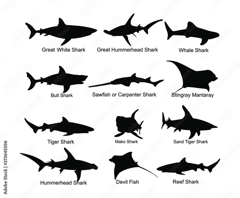 Collection of shark set silhouette isolated on white. Great white, bull ...