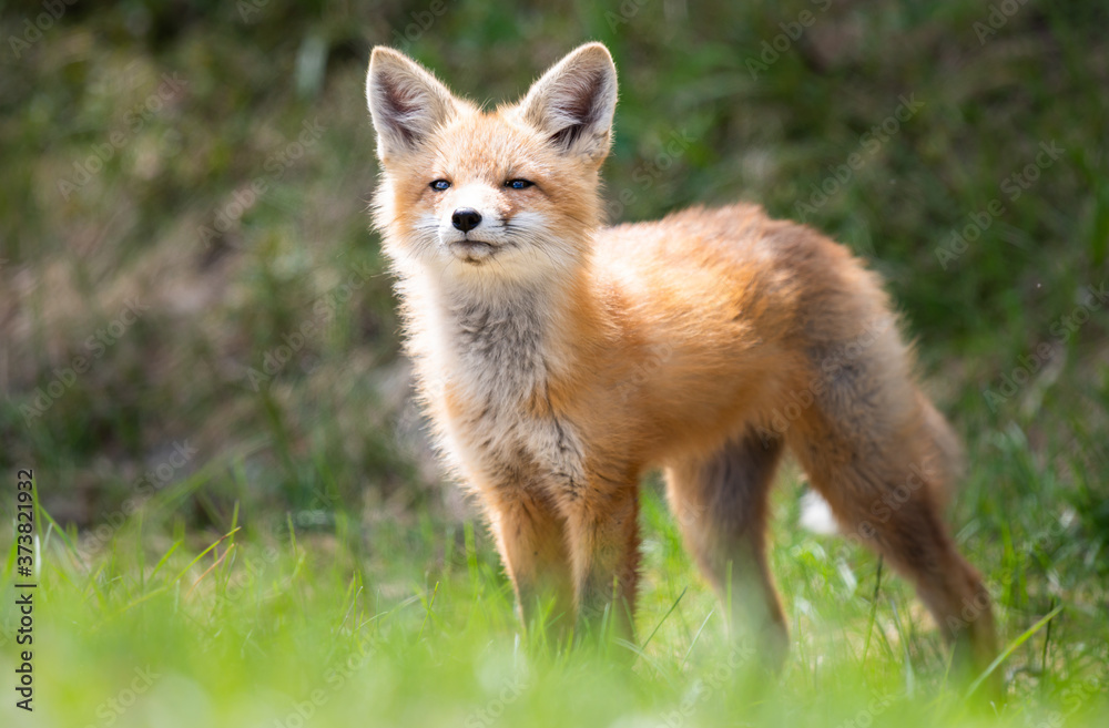 Red fox kit in the wild Stock Photo | Adobe Stock