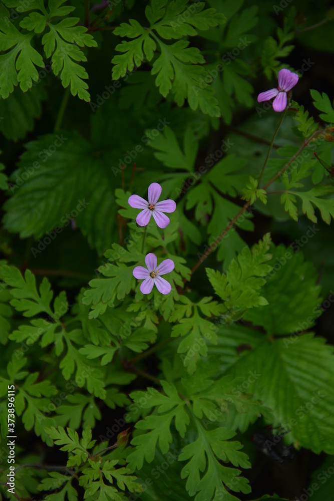 Geranium robertianum - Herb-Robert, Red Robin, Death come quickly ...