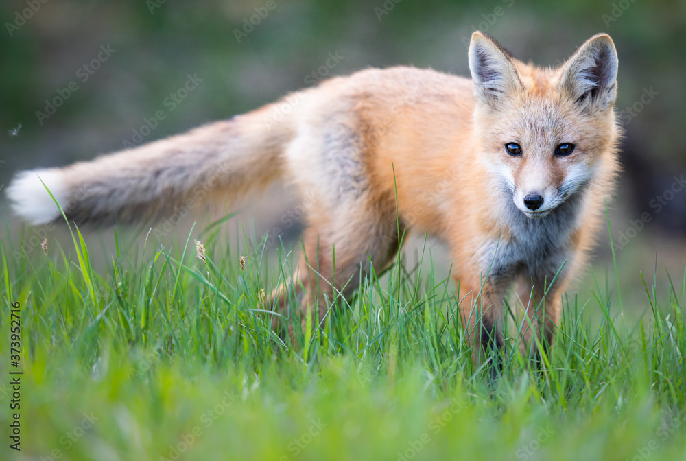 Red fox kit in the wild Stock Photo | Adobe Stock