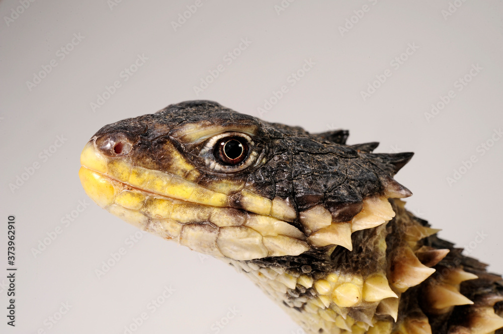 Giant girdled lizard / Riesen-Gürtelschweif (Smaug giganteus ...