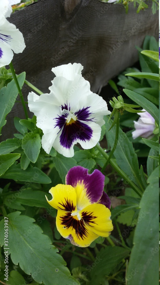 colorful pancy Stock Photo | Adobe Stock