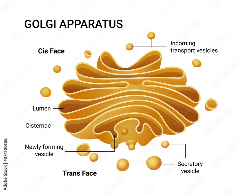 Vector Illustration of a Golgi apparatus structure. Educational ...