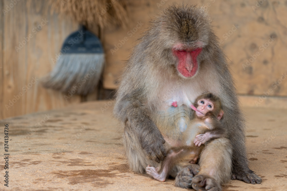 Japanese macaque in Arashiyama, Kyoto. A baby monkeys are drinking ...